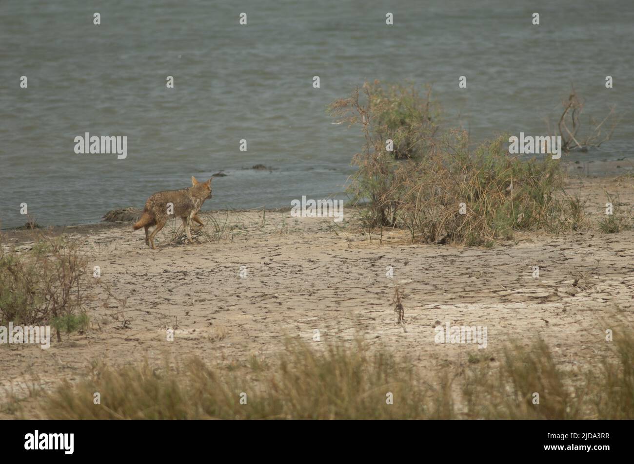 African golden wolf Canis lupaster. Oiseaux du Djoudj National Park ...
