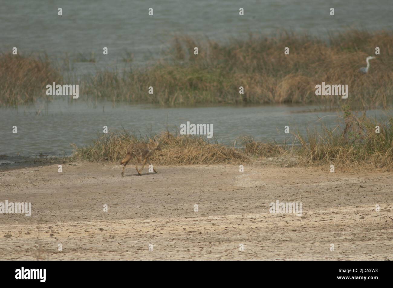 African golden wolf Canis lupaster. Oiseaux du Djoudj National Park ...