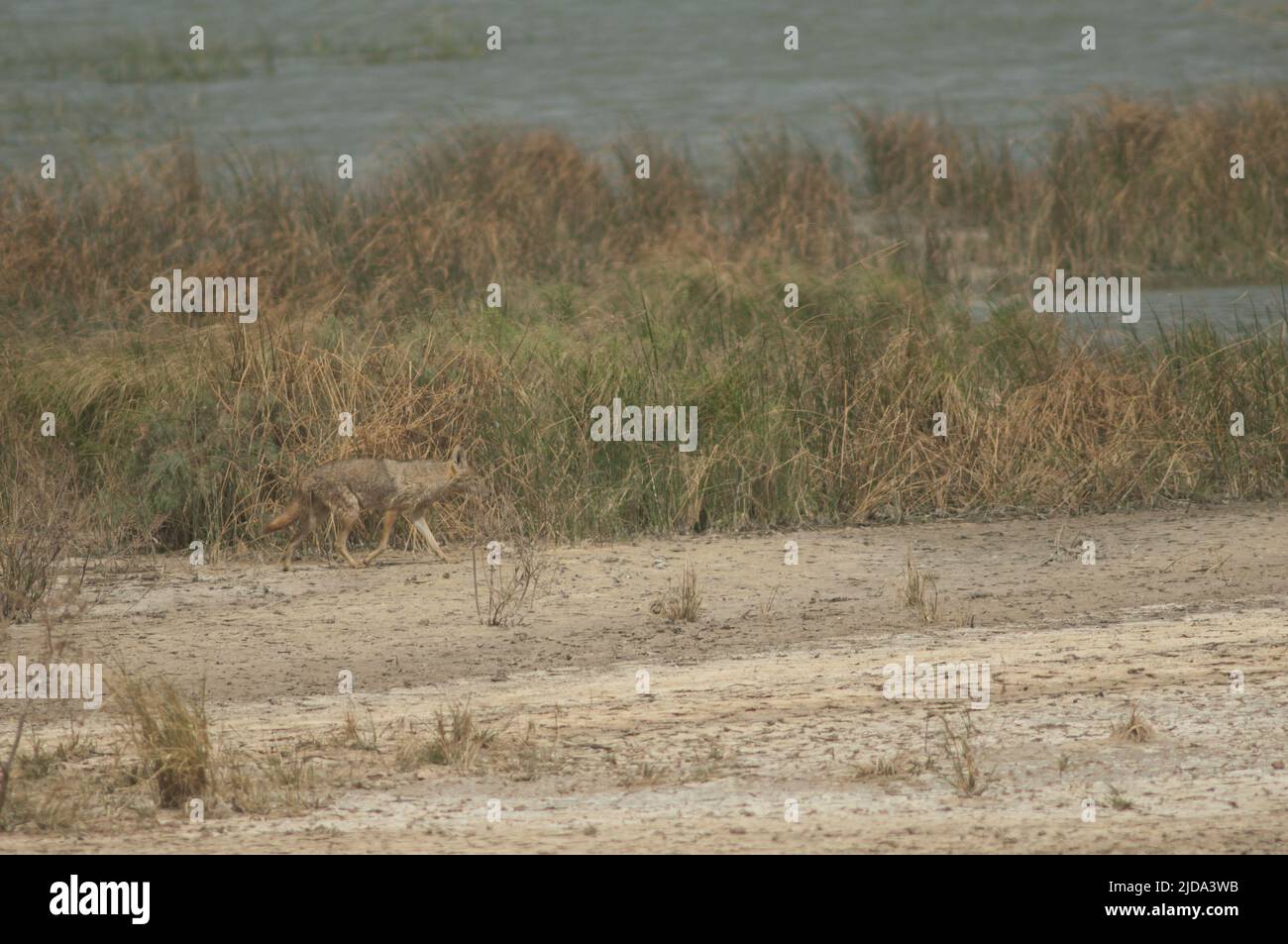 African golden wolf Canis lupaster. Oiseaux du Djoudj National Park ...