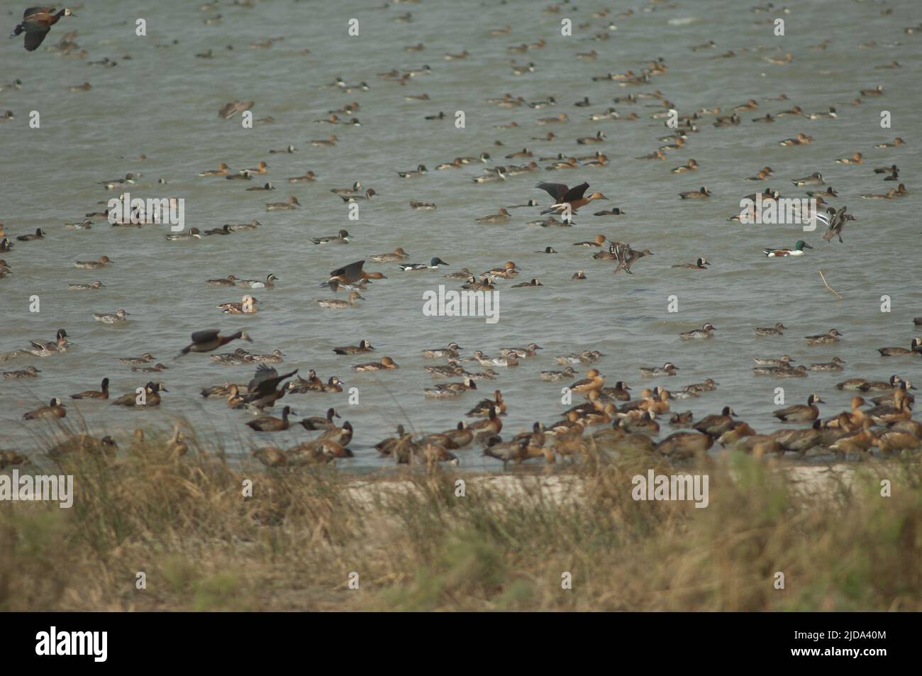 White-faced whistling ducks, fulvous whistling ducks, garganey ...