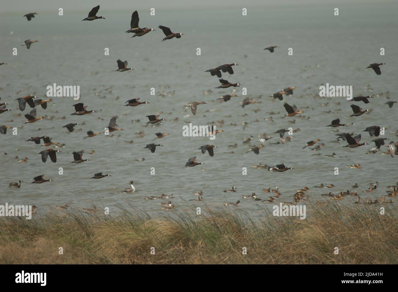 Flock of white-faced wistling ducks, fulvous whistling ducks, garganey ...