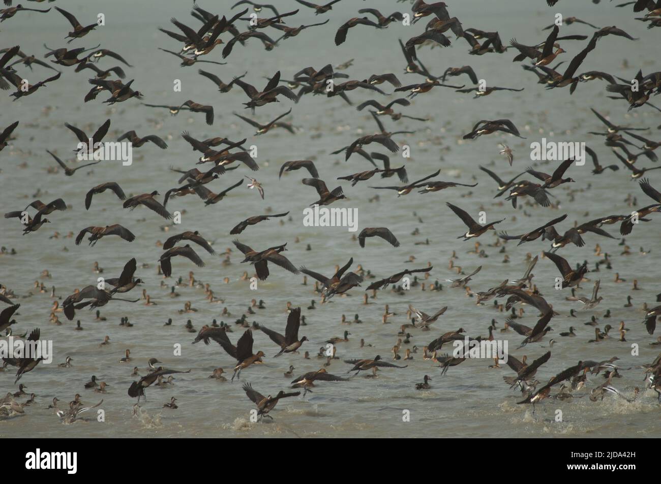 Flock of white-faced whistling ducks and fulvous whistling ducks taking ...