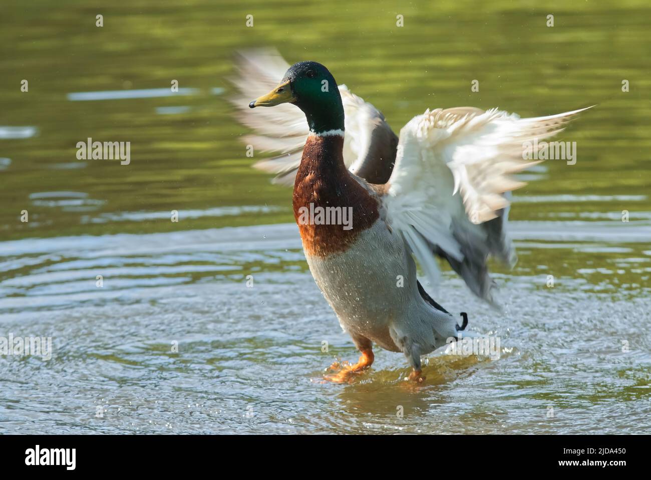 Flaps its wings hi-res stock photography and images - Alamy