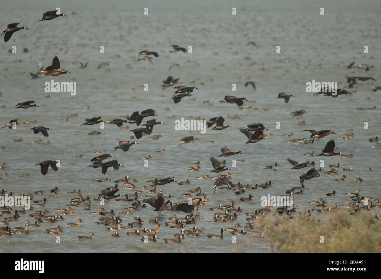 Flock of white-faced wistling ducks, fulvous whistling ducks and ...