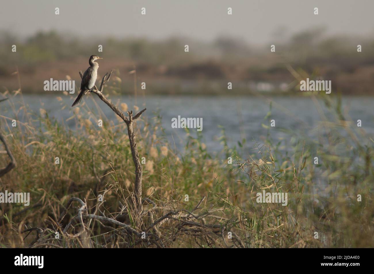 Reed cormorant Microcarbo africanus on a tree. Oiseaux du Djoudj ...