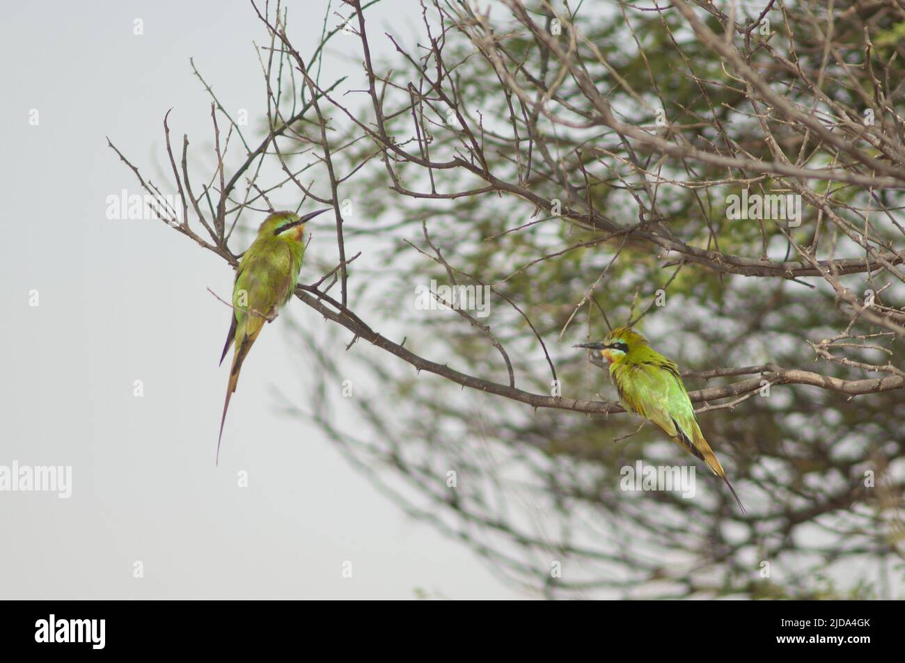 Blue-cheeked bee-eaters Merops persicus on a tree. Oiseaux du Djoudj ...