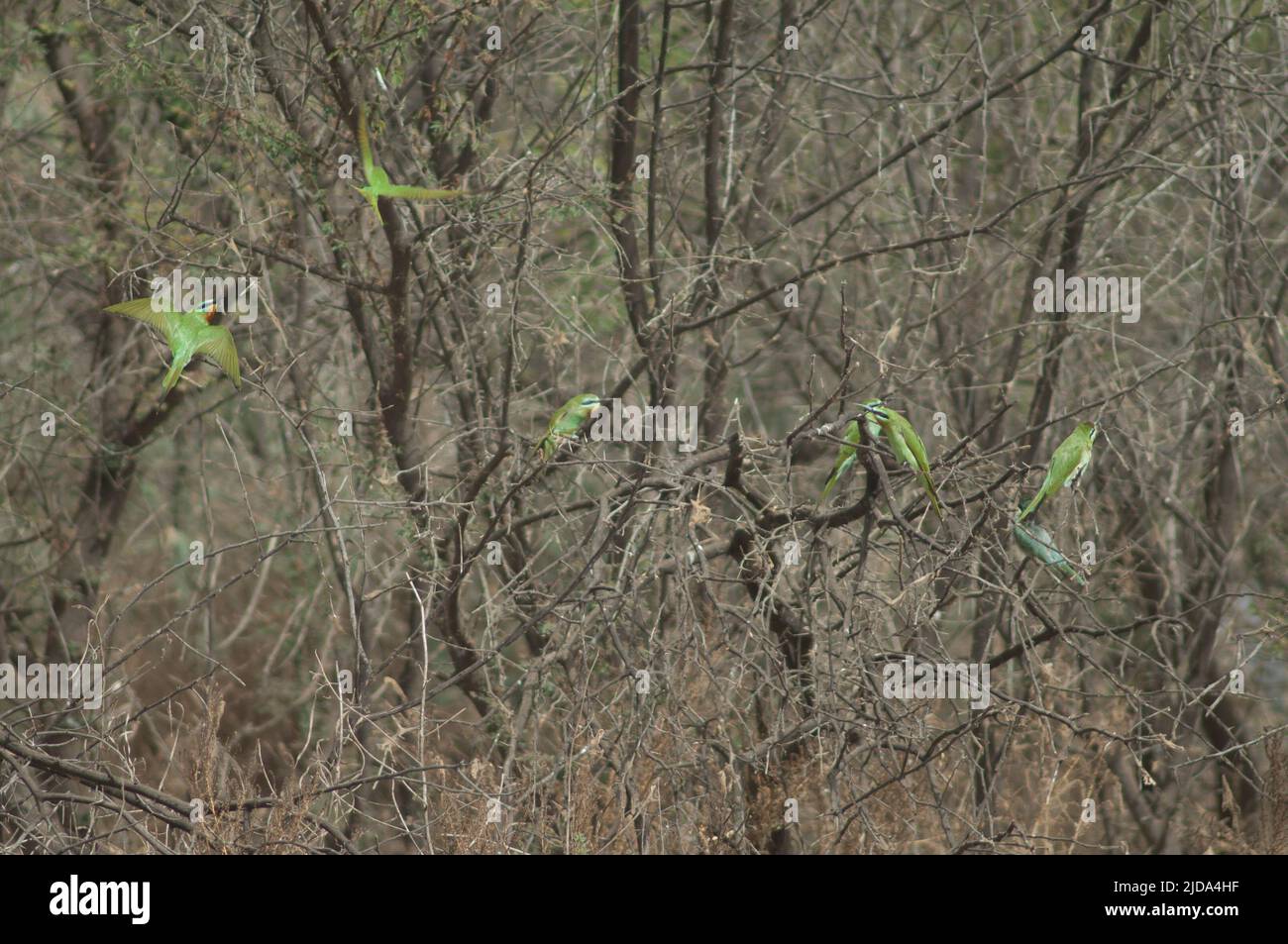 Blue-cheeked bee-eaters Merops persicus on a tree. Oiseaux du Djoudj ...