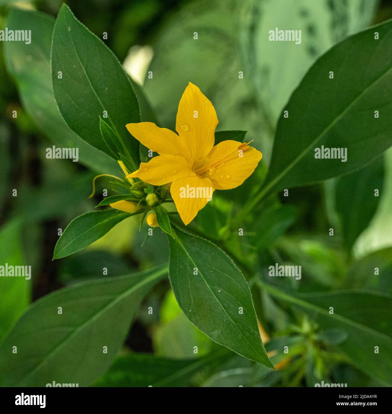 Barleria Prionitis (Family: Acanthaceae) used for various medicinal ...