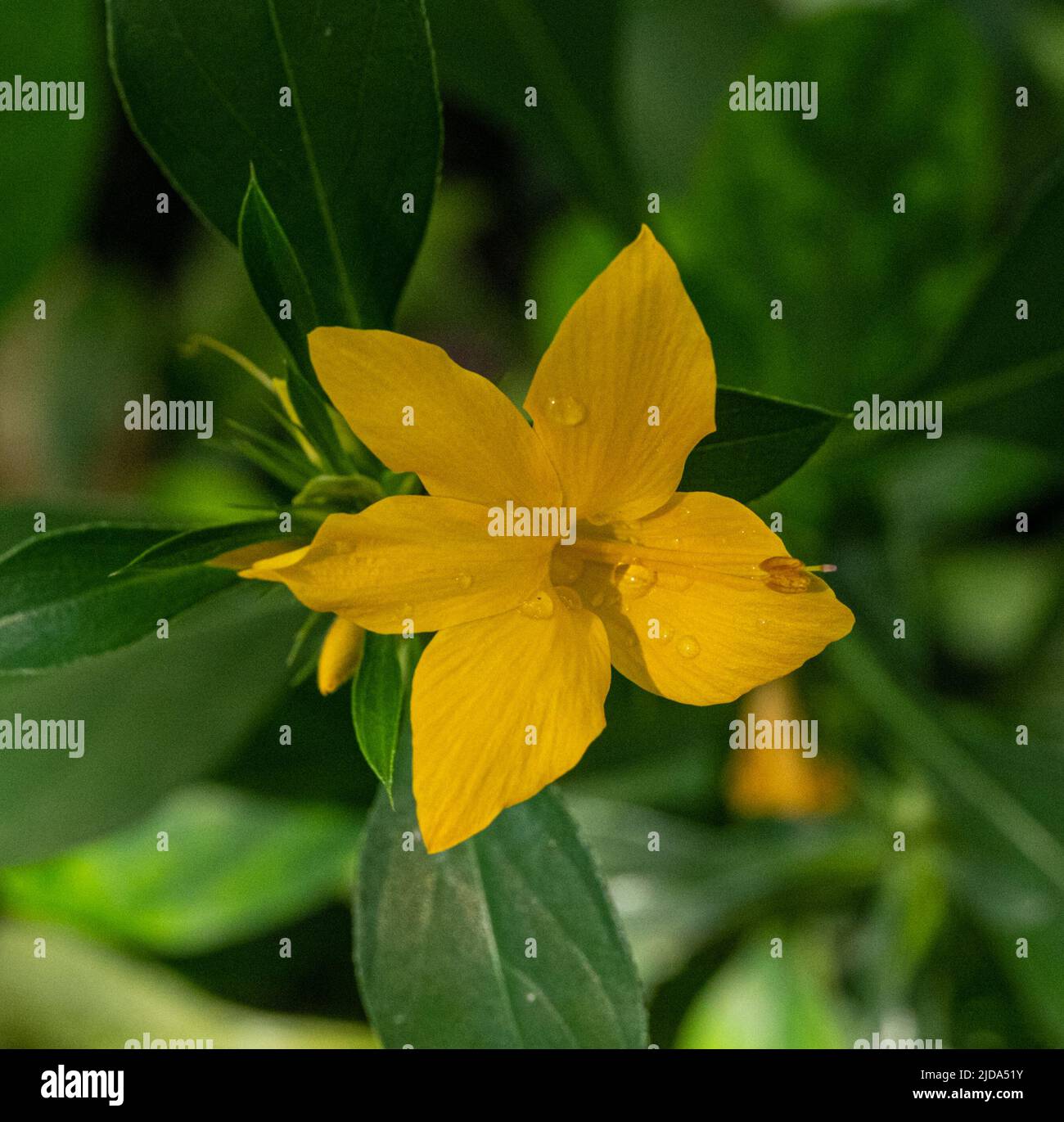 Barleria Prionitis (Family: Acanthaceae) used for various medicinal ...