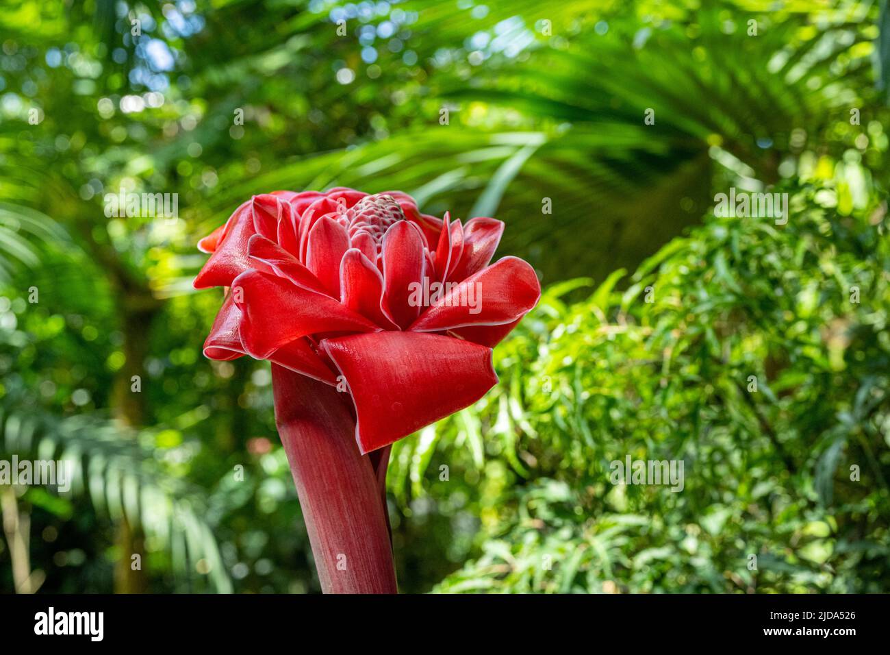 Torch ginger porcelain rose etlingera hi-res stock photography and ...