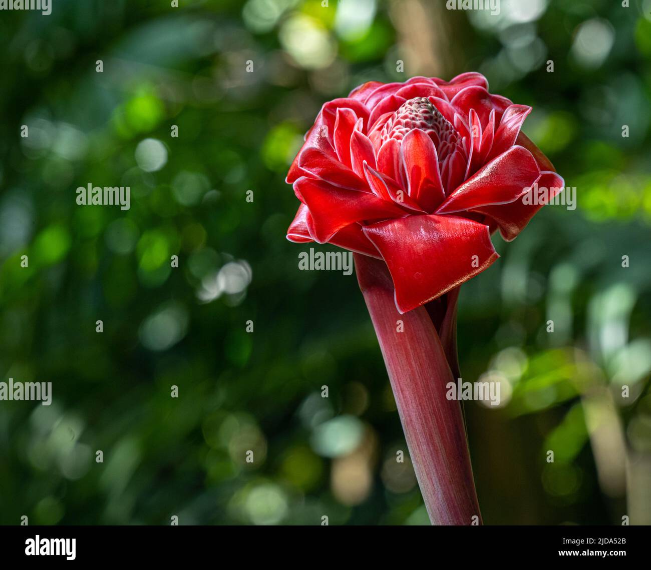 Torch ginger porcelain rose etlingera hi-res stock photography and ...