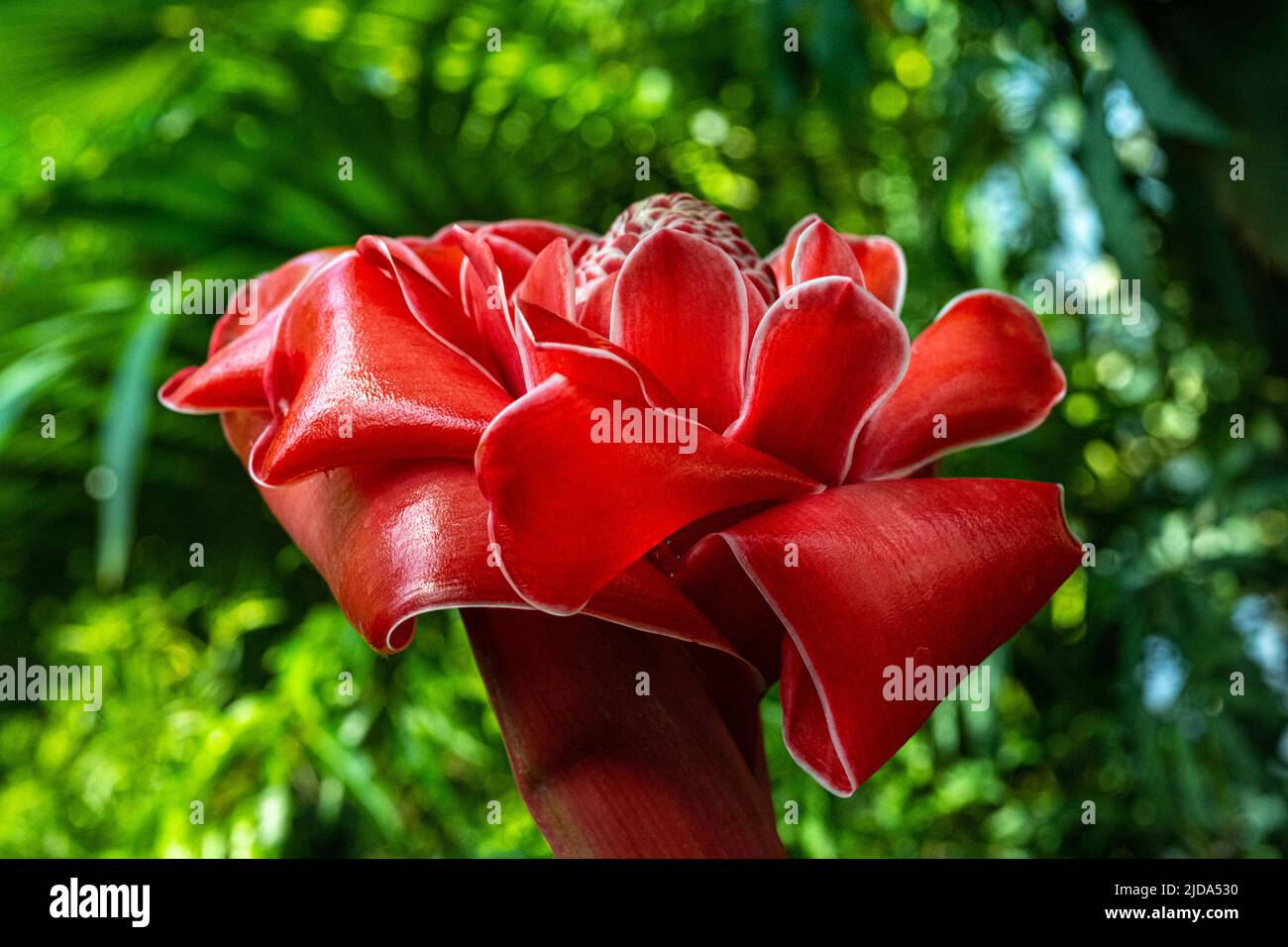 Close-up of an exotic red torch ginger Stock Photo - Alamy