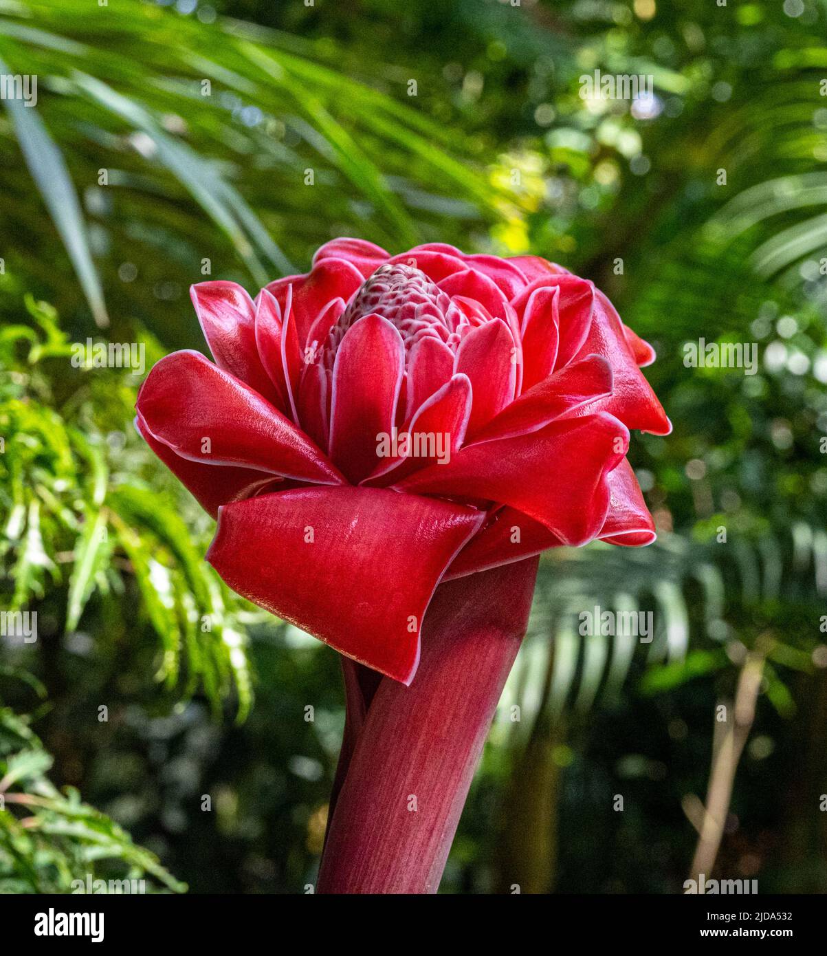 Close-up of an exotic red torch ginger Stock Photo - Alamy