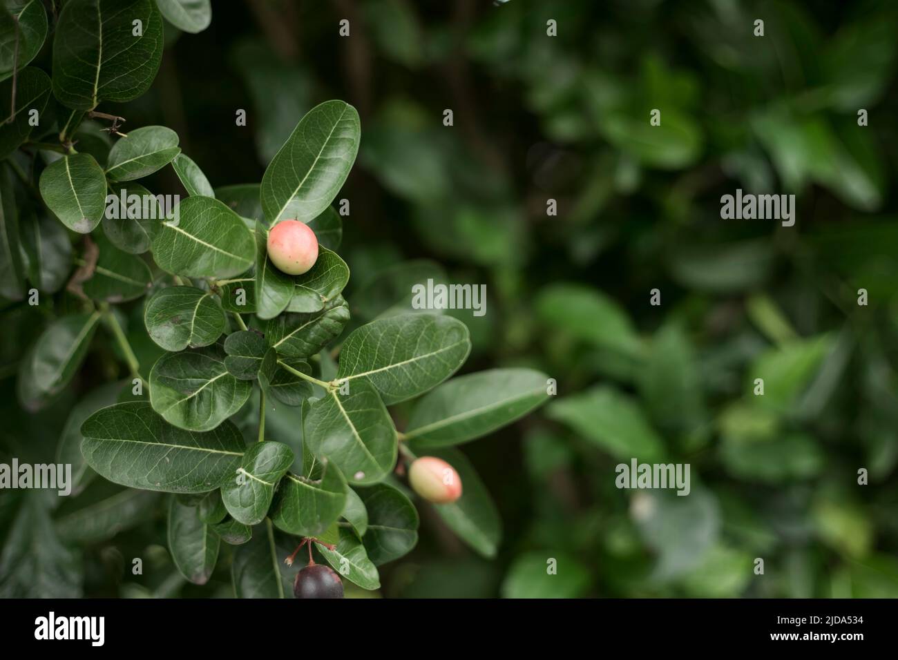 In the forest there are strange fruits, nature gives people new things ...