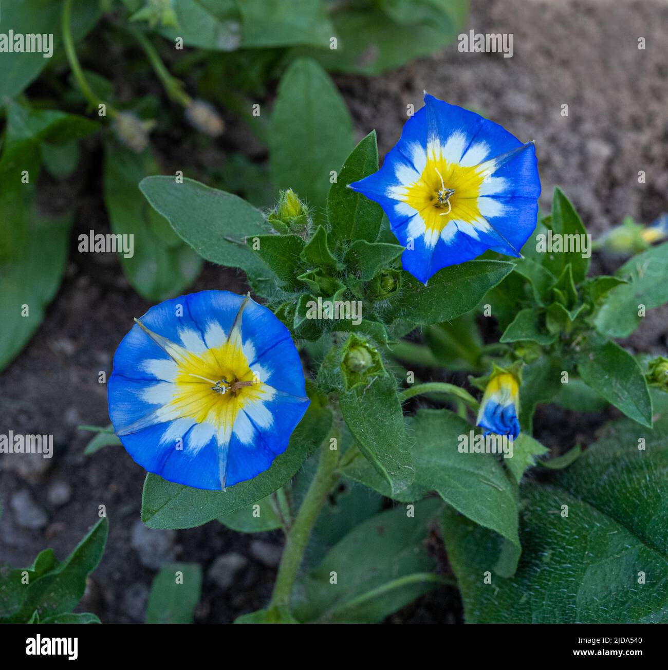 Dwarf Convolvulus tricolor close up of flower Stock Photo - Alamy
