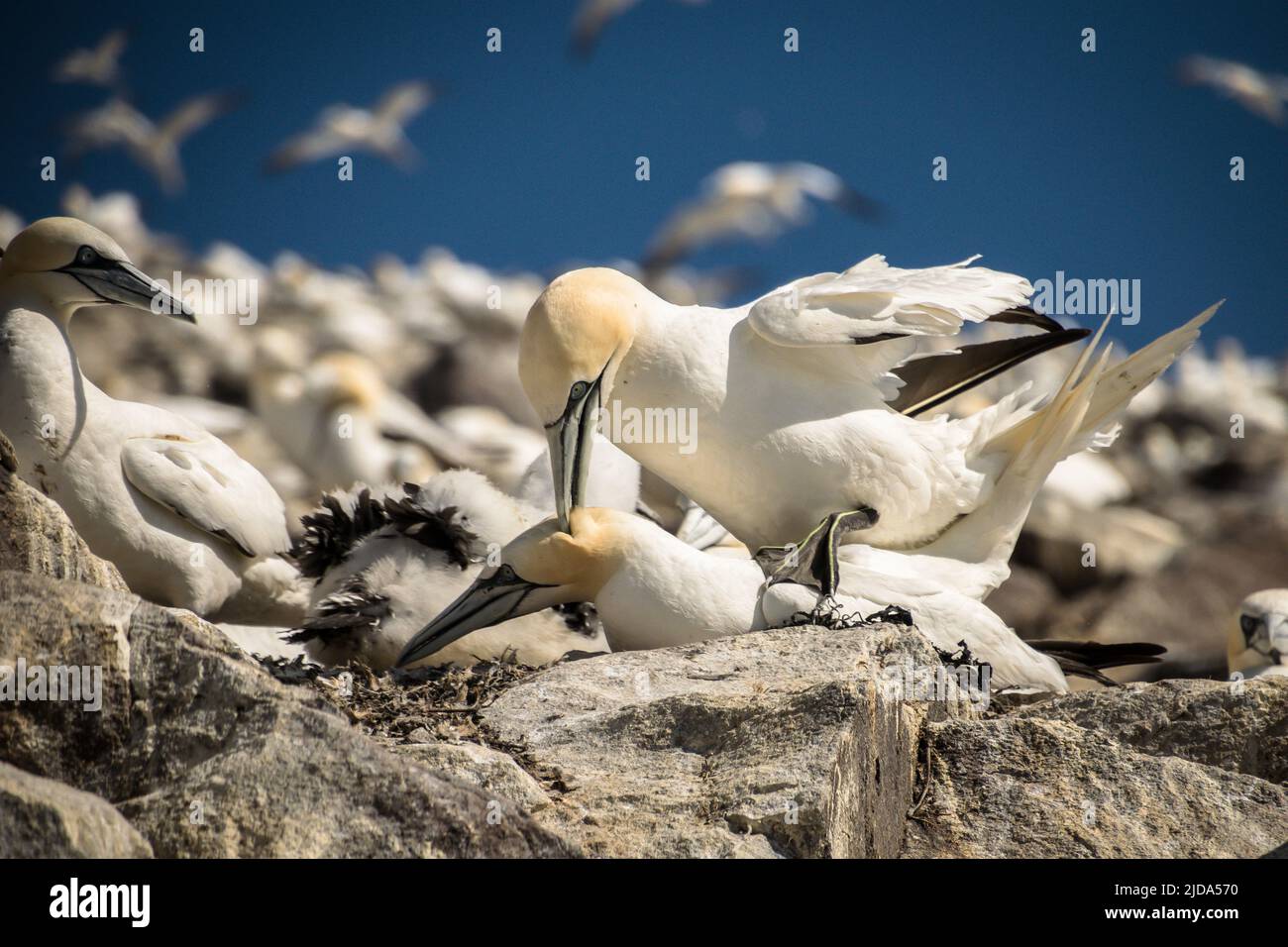 Gannets mating hi-res stock photography and images - Alamy