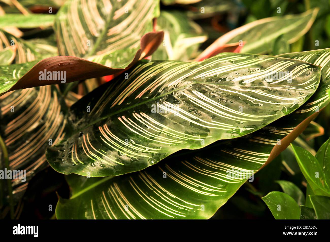 Colorful Calathea Ornata plants in the garden Stock Photo - Alamy