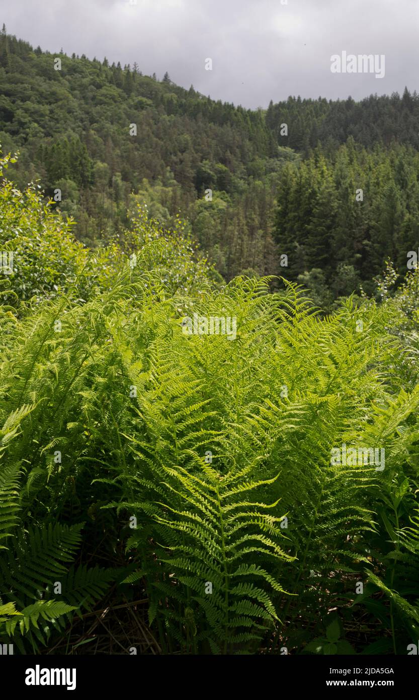 Ystwyth river devil's bridge hi-res stock photography and images - Alamy