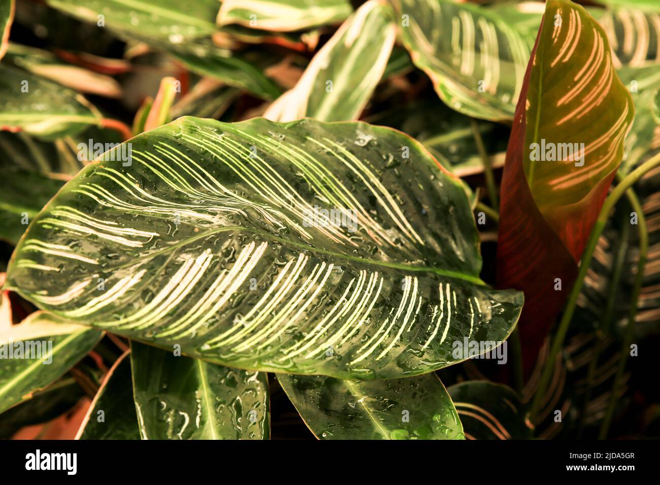 Colorful Calathea Ornata plants in the garden Stock Photo - Alamy