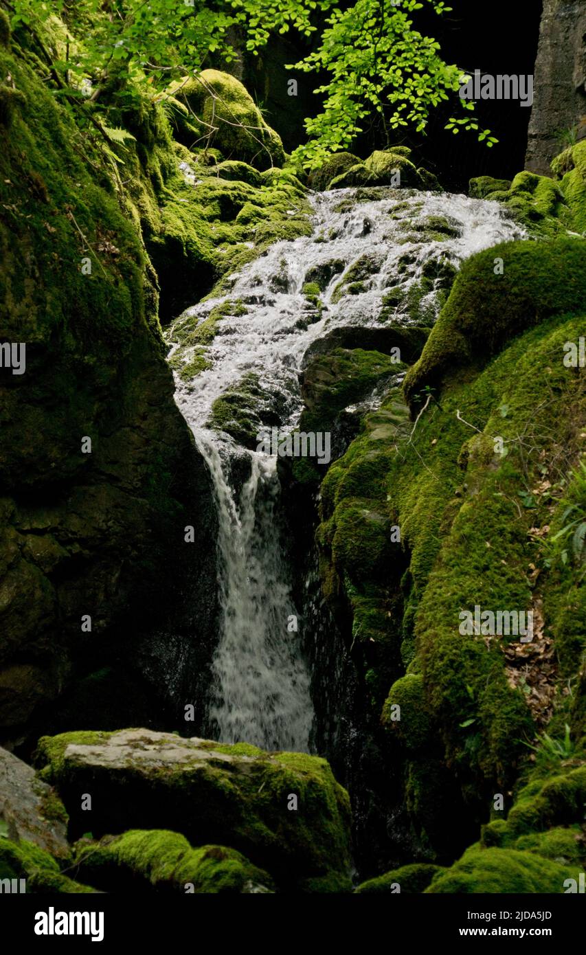 View of river, waterfalls and trail in Hafod Uchtryd wooded and ...