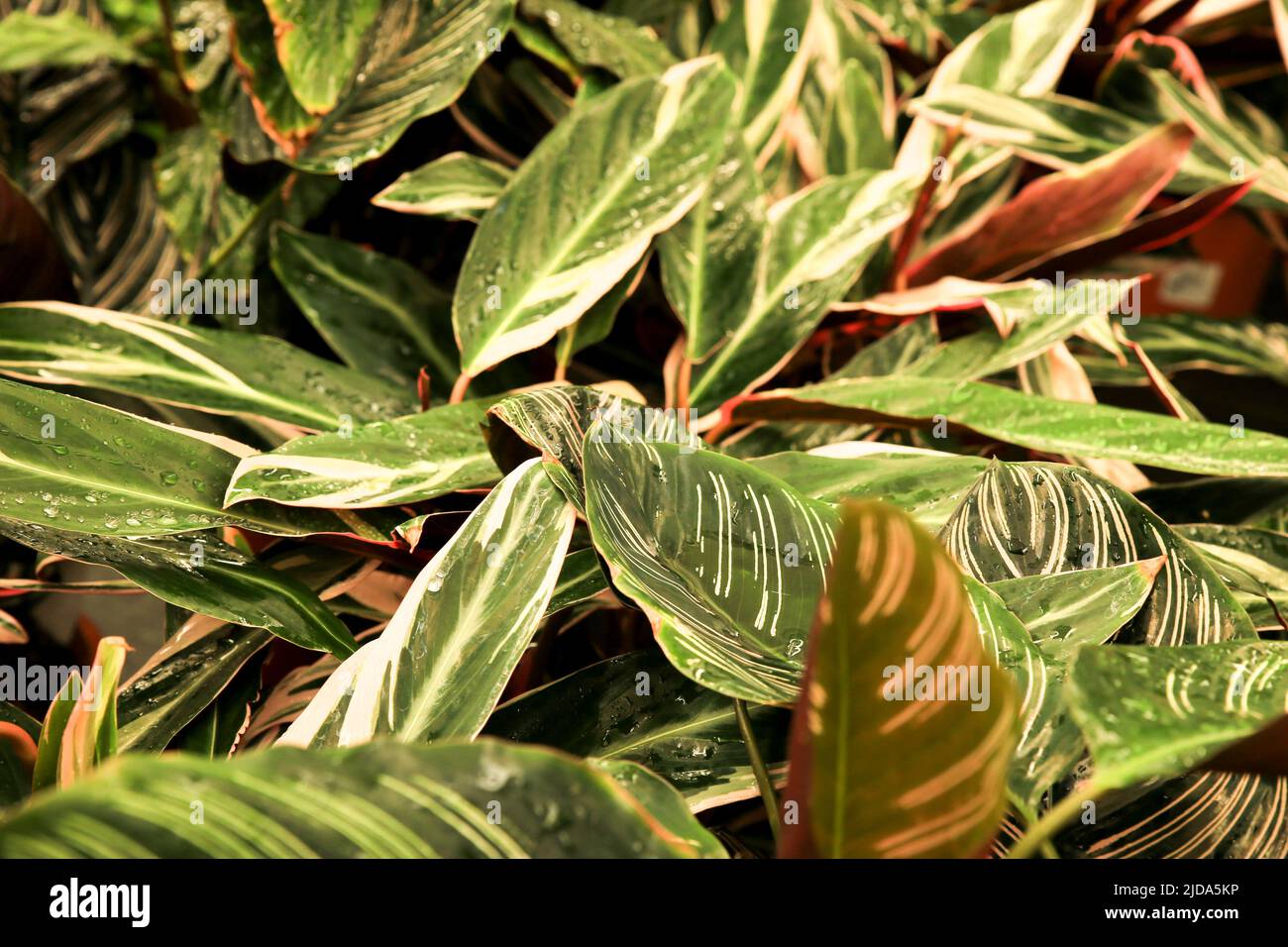 Colorful Calathea Ornata plants in the garden Stock Photo - Alamy