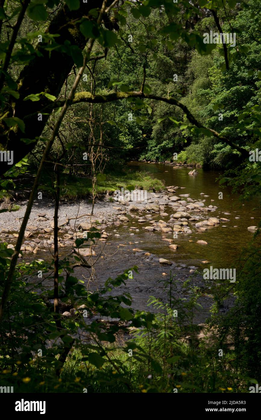 View of river, waterfalls and trail in Hafod Uchtryd wooded and ...