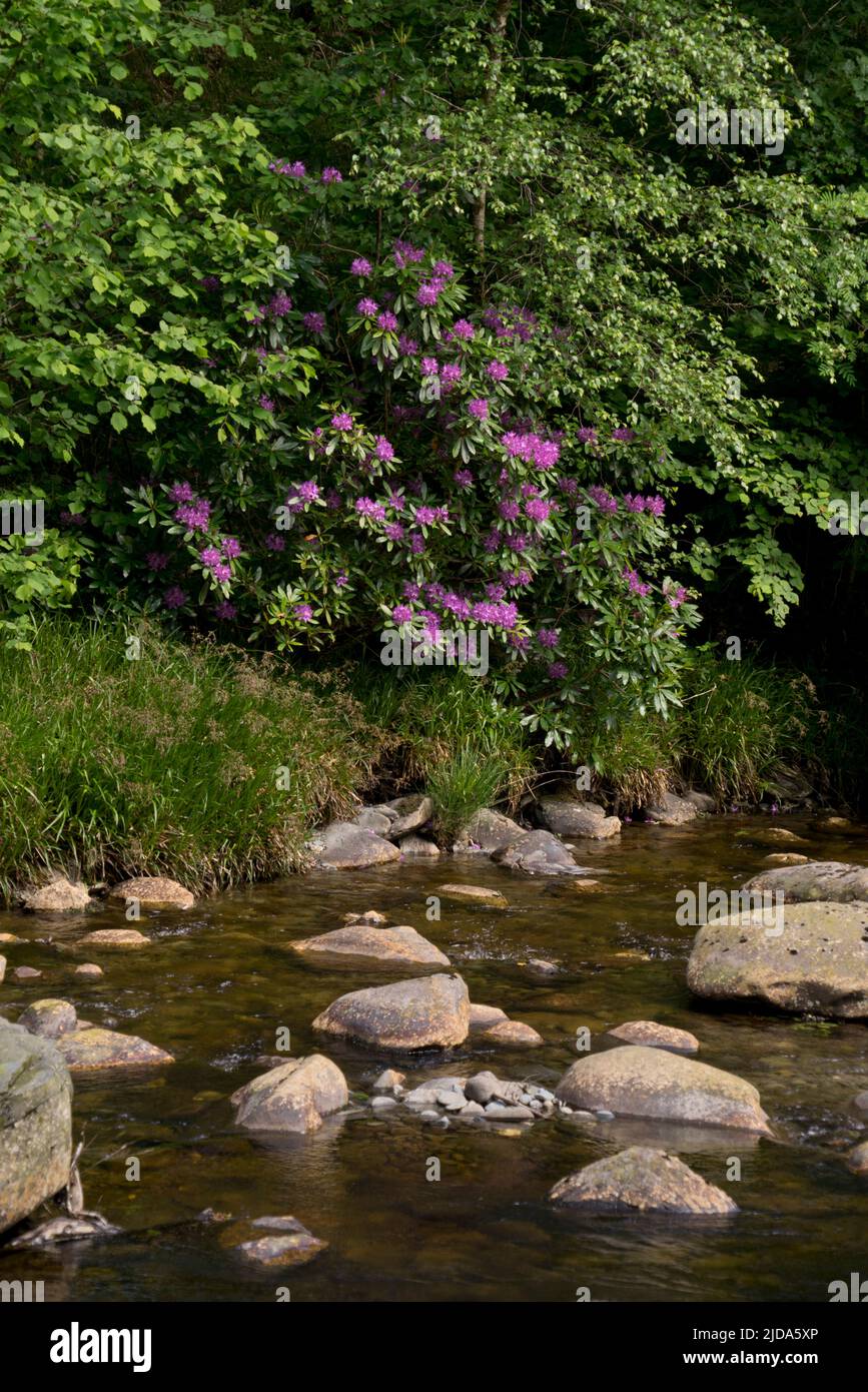 Ystwyth river devil's bridge hi-res stock photography and images - Alamy