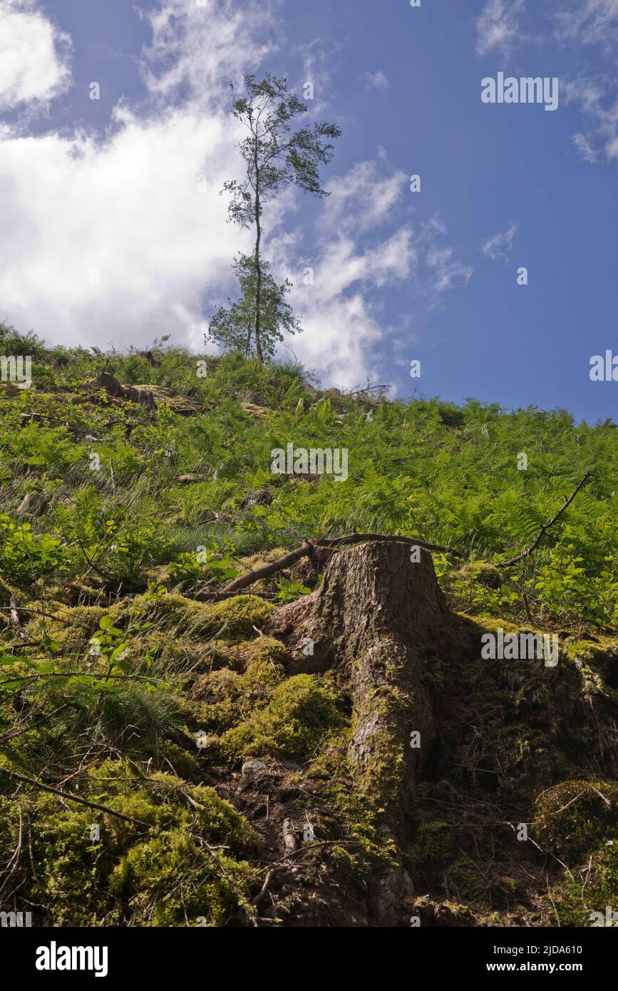 Ystwyth river devil's bridge hi-res stock photography and images - Alamy