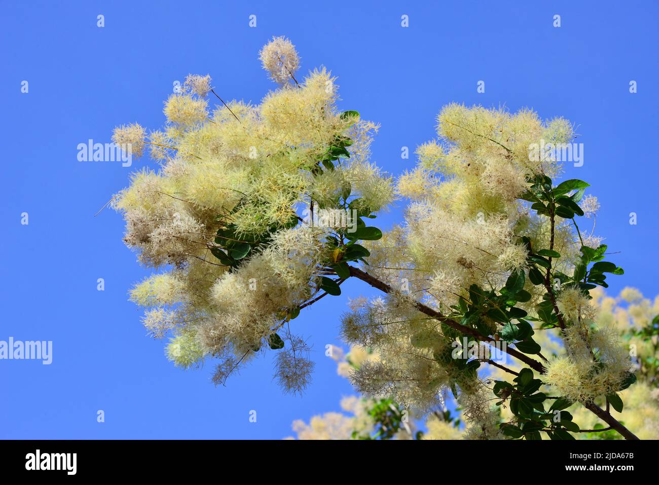 European smoketree, Perückenstrauch, Cotinus coggygria, sárga ...
