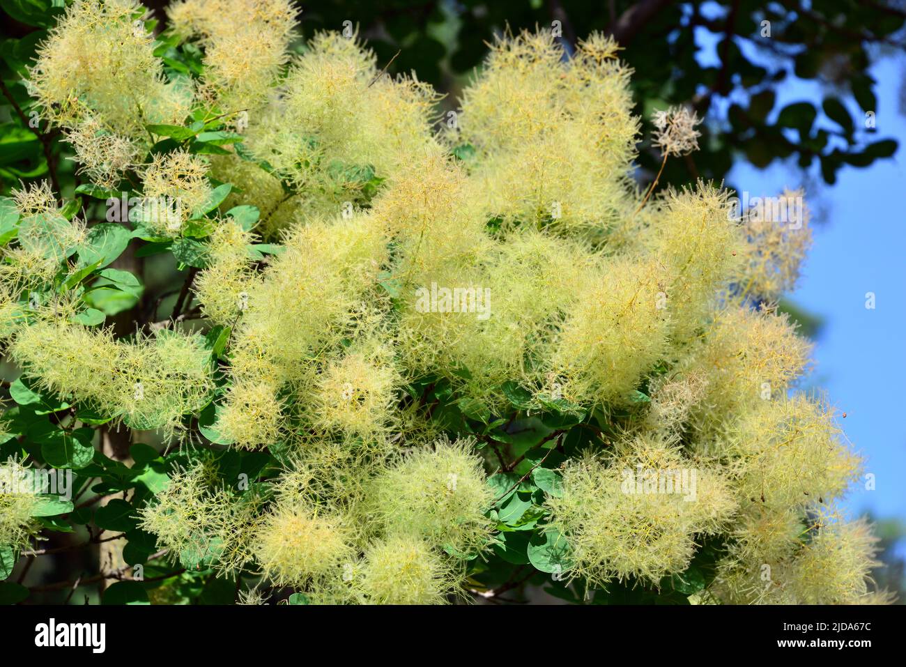European smoketree, Perückenstrauch, Cotinus coggygria, sárga ...