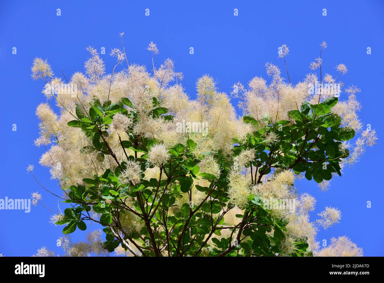 European smoketree, Perückenstrauch, Cotinus coggygria, sárga ...