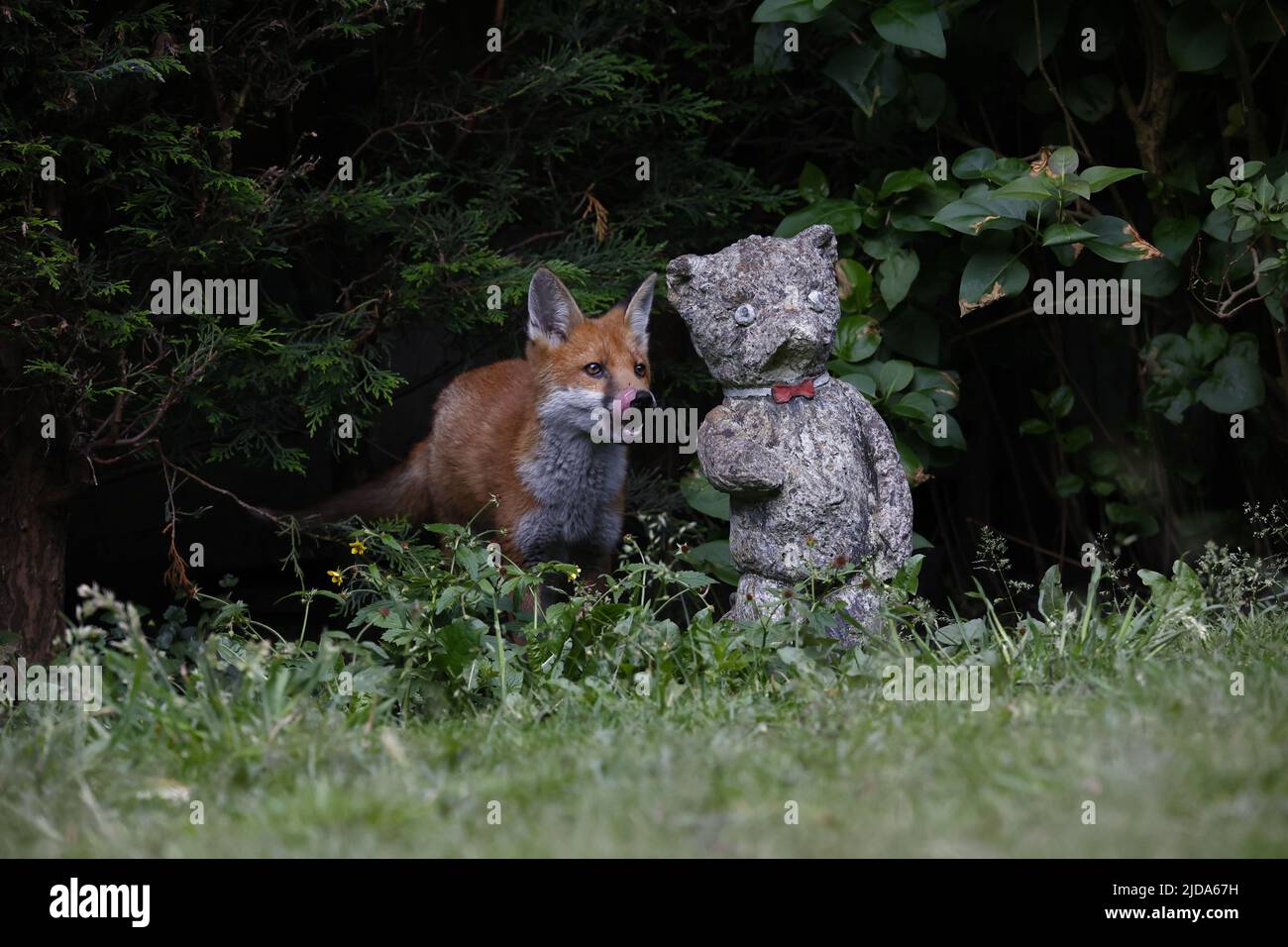 Urban fox cubs exploring near their den Stock Photo - Alamy