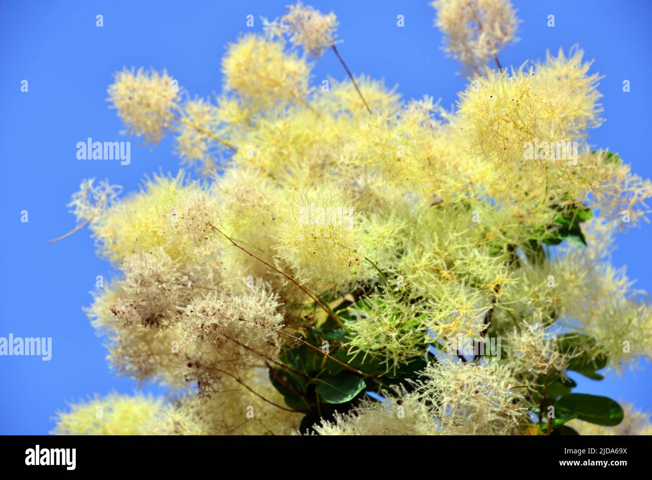 European smoketree, Perückenstrauch, Cotinus coggygria, sárga ...
