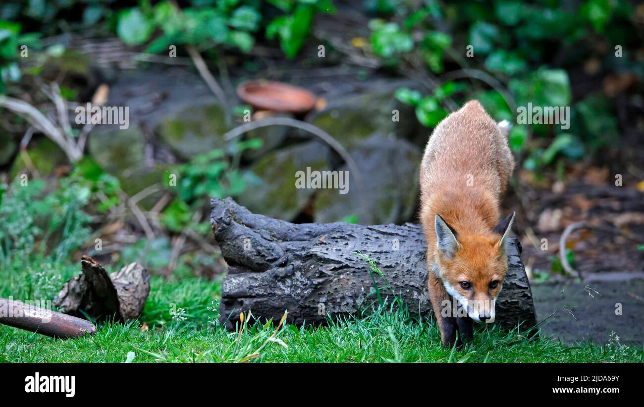 Urban fox cubs exploring near their den Stock Photo - Alamy