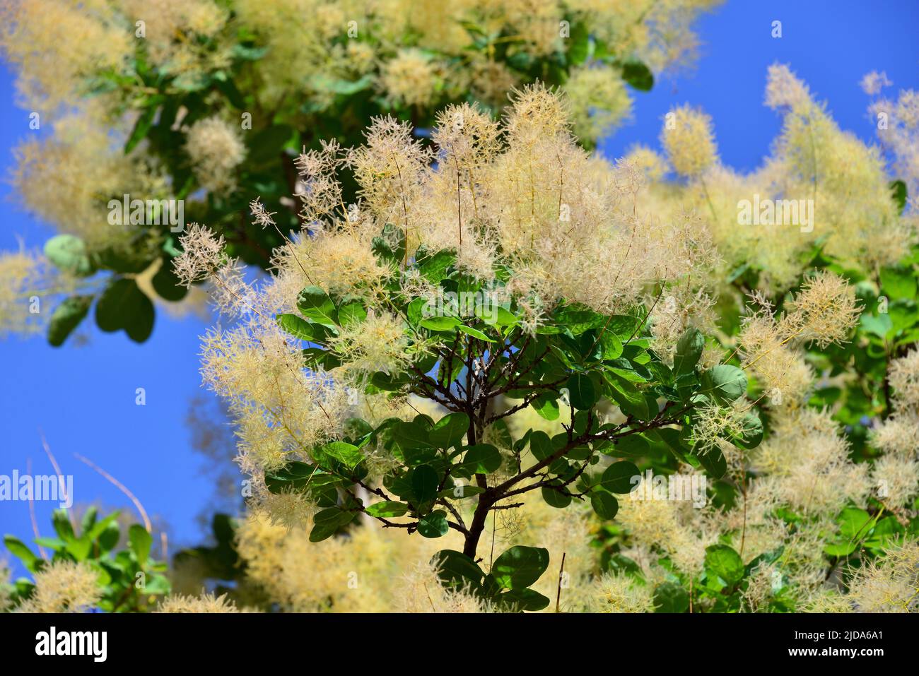 European smoketree, Perückenstrauch, Cotinus coggygria, sárga ...