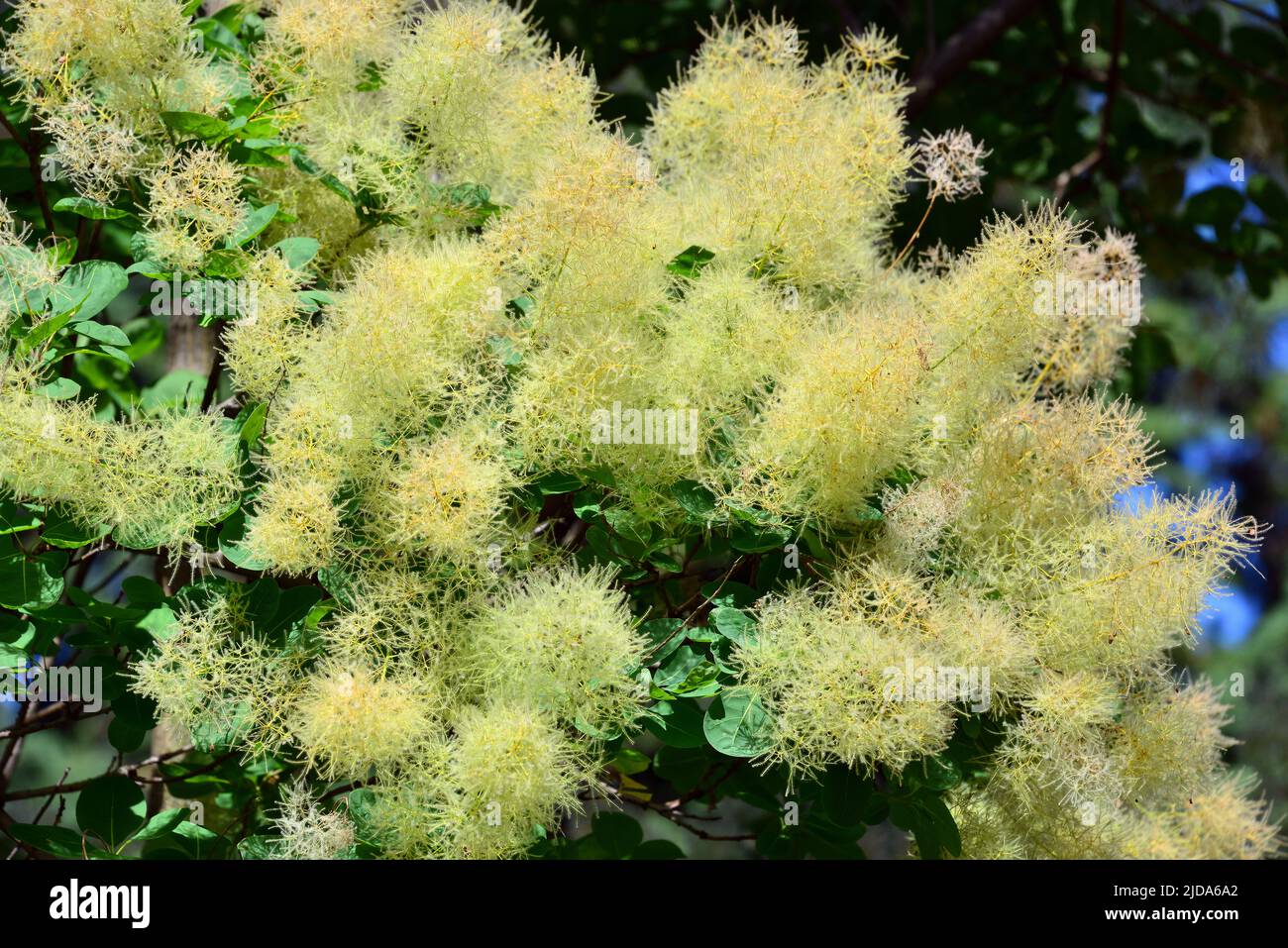European smoketree, Perückenstrauch, Cotinus coggygria, sárga ...