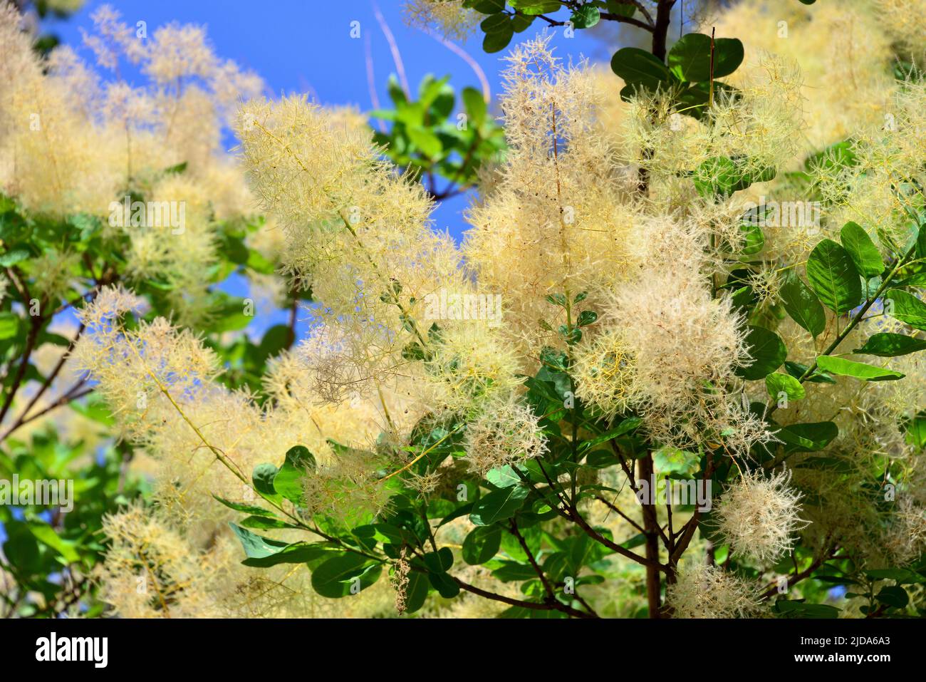 European smoketree, Perückenstrauch, Cotinus coggygria, sárga ...