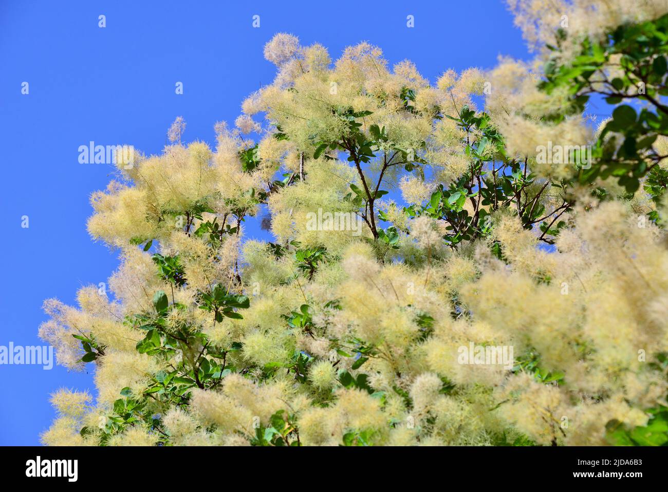 European smoketree, Perückenstrauch, Cotinus coggygria, sárga ...