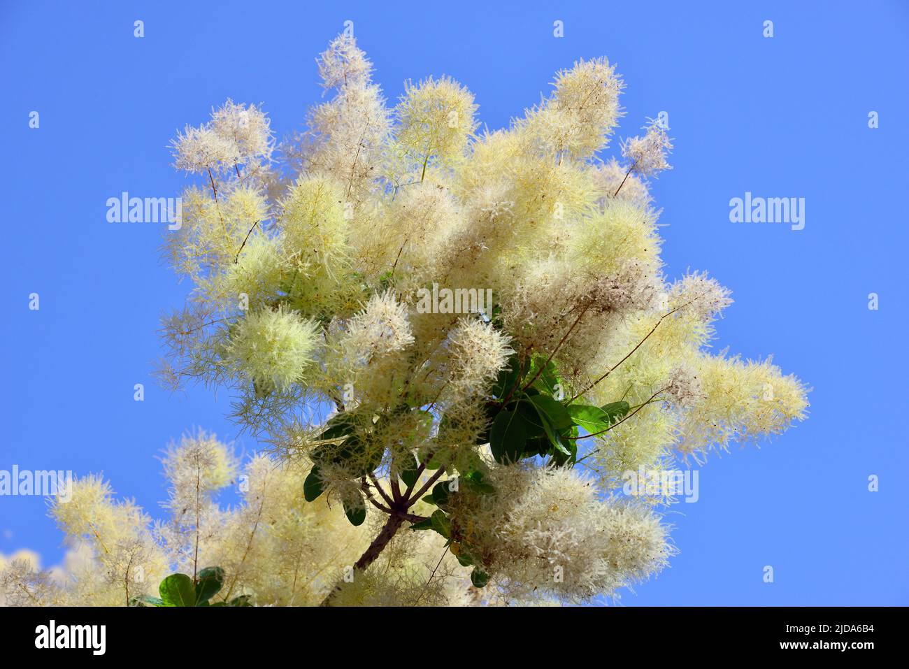 European smoketree, Perückenstrauch, Cotinus coggygria, sárga ...
