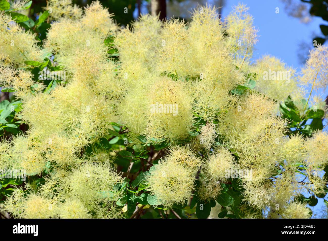 European smoketree, Perückenstrauch, Cotinus coggygria, sárga ...