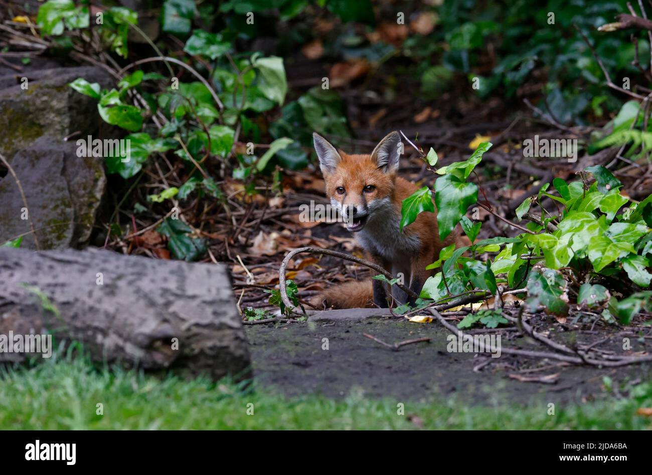 Urban fox cubs exploring near their den Stock Photo - Alamy