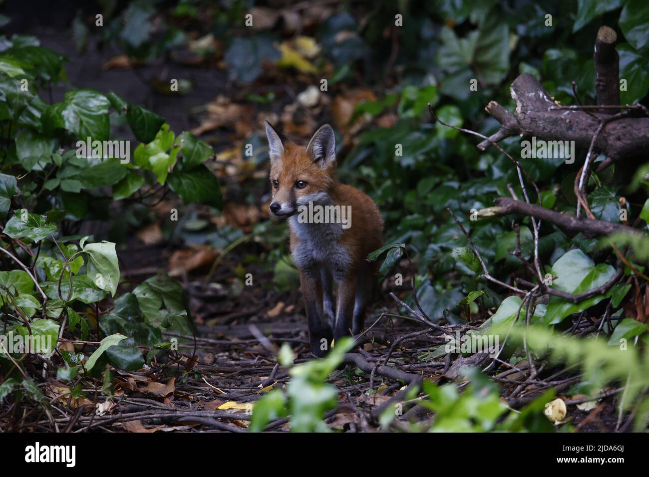 Urban fox cubs exploring near their den Stock Photo - Alamy