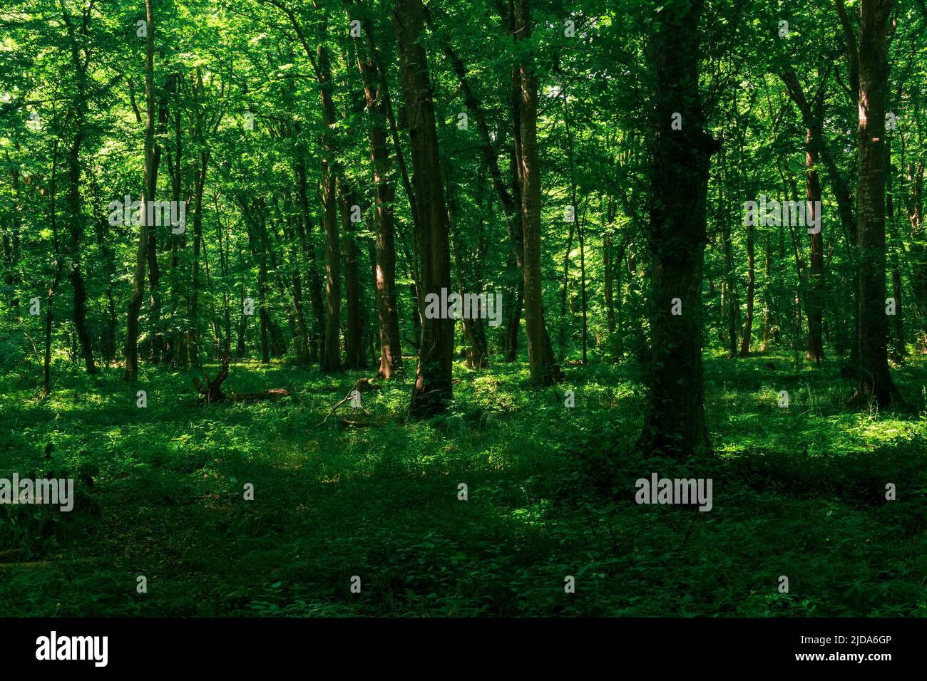 landscape in a shady forest thicket with dense undergrowth Stock Photo ...