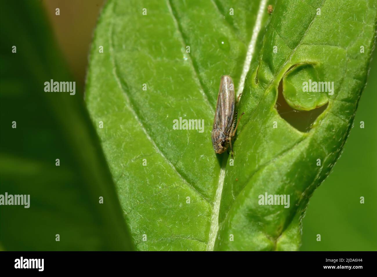 Common brown leafhopper hi-res stock photography and images - Alamy
