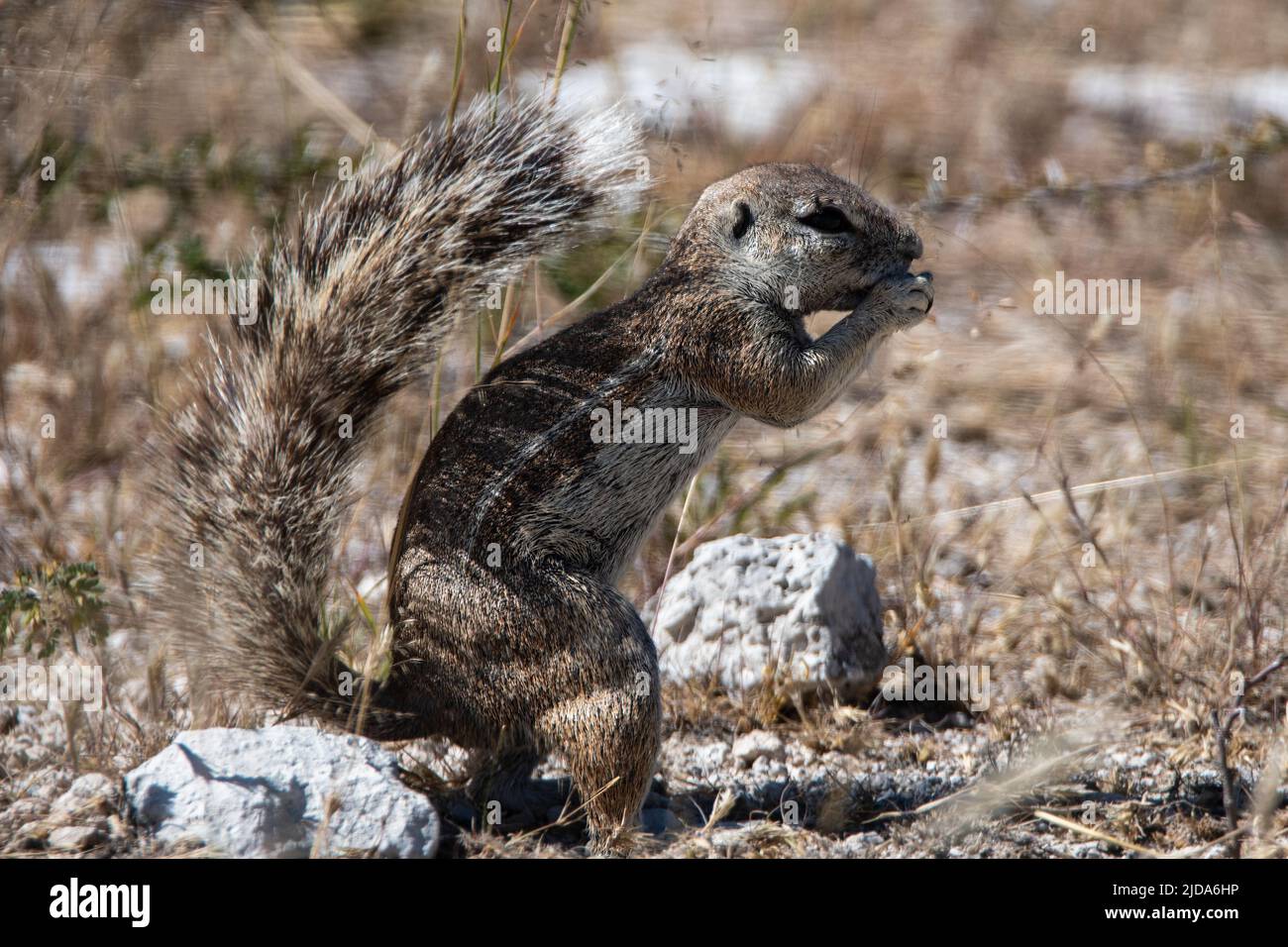 The African ground squirrels (genus Xerus) in Etosha Nationalpark in ...