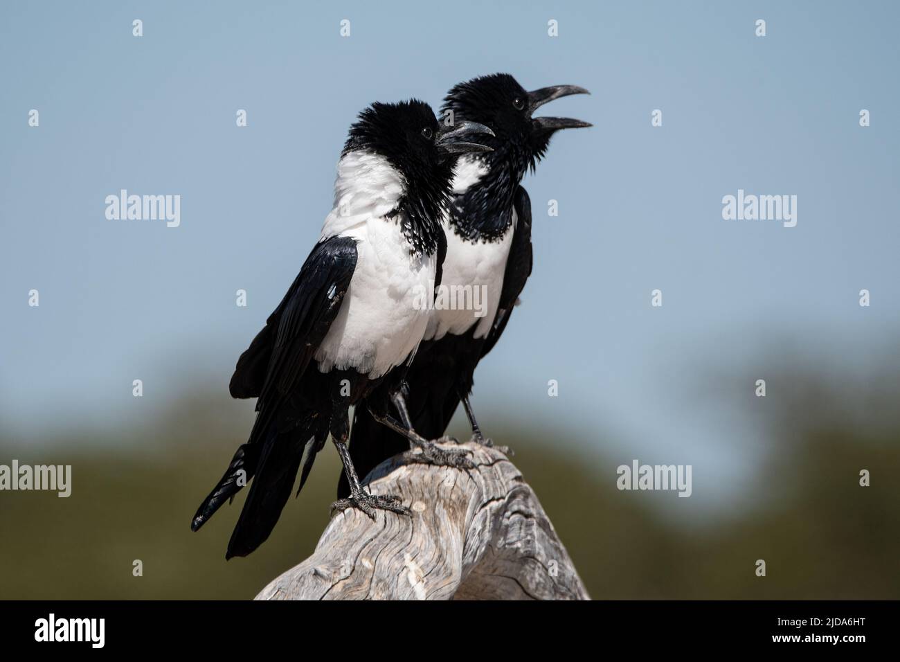 Two Pied crows (Corvus albus) in Etosha Nationalpark, Namibia. Africa ...