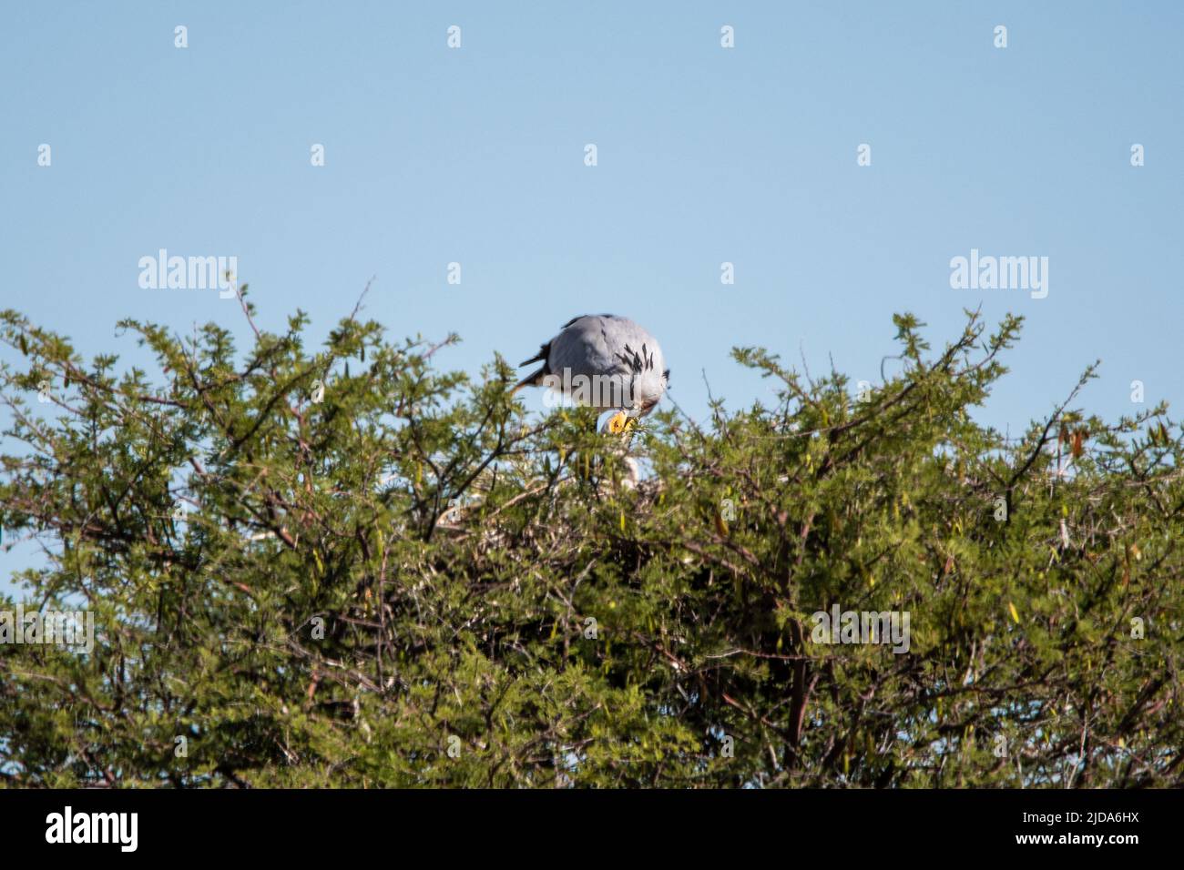 Bird Feeding Its Chicks at Celia Morgan blog