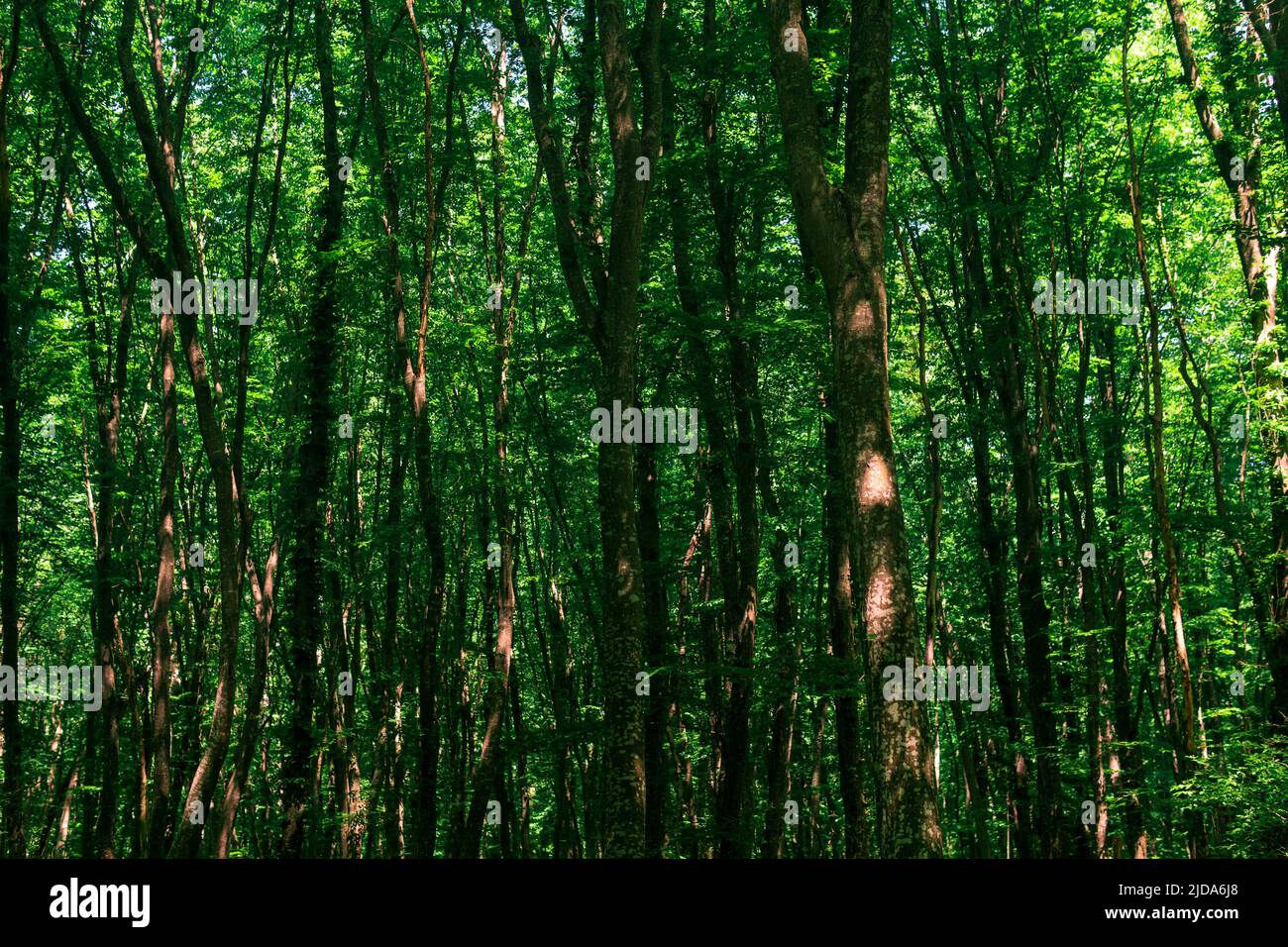 crowns and trunks of tall trees in a dense broadleaf forest Stock Photo ...