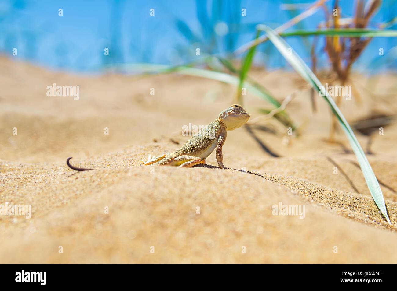 Secret toad headed agama hi-res stock photography and images - Alamy