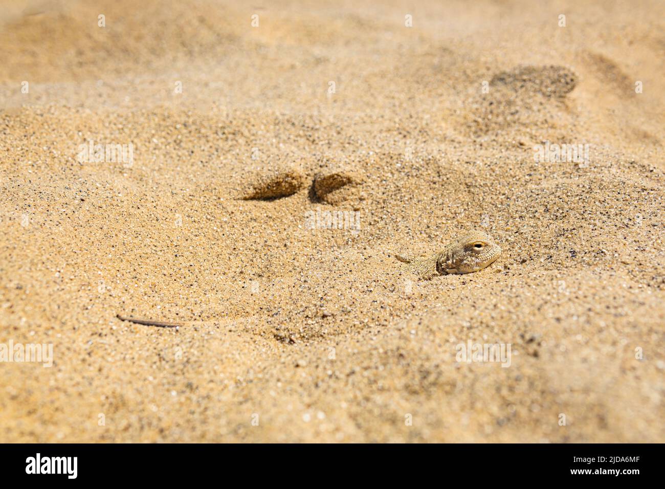 toadhead agama lizard quickly dug into the sand vibrating with its ...